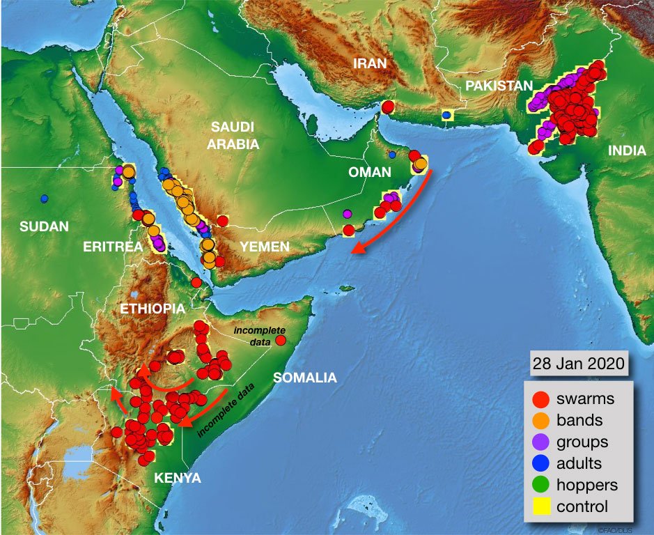 East African Locust Crisis Shows how Climate Change Threatens Food ...