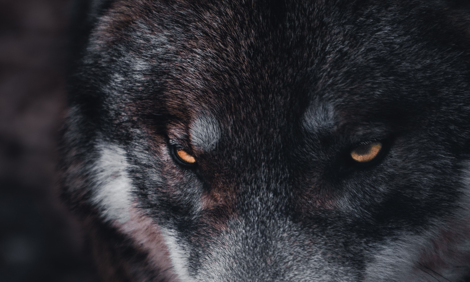 Surrounded by Wolves, the Electoral Process and the People Move Forward ...