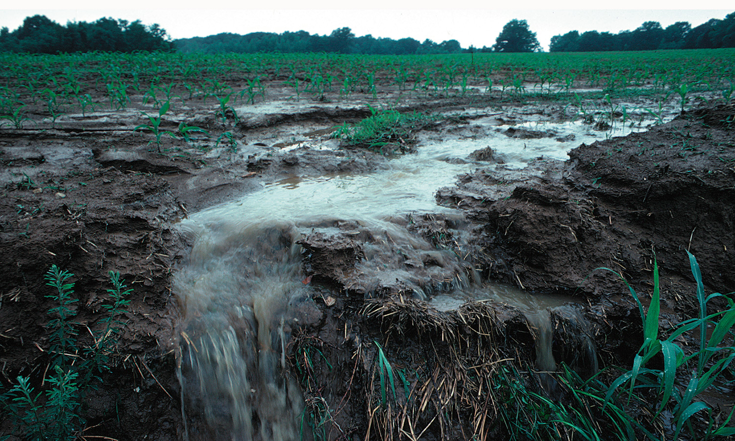 To Save Its Soil and Clean Up Its Water, Iowa Needs to Act Fast(er ...