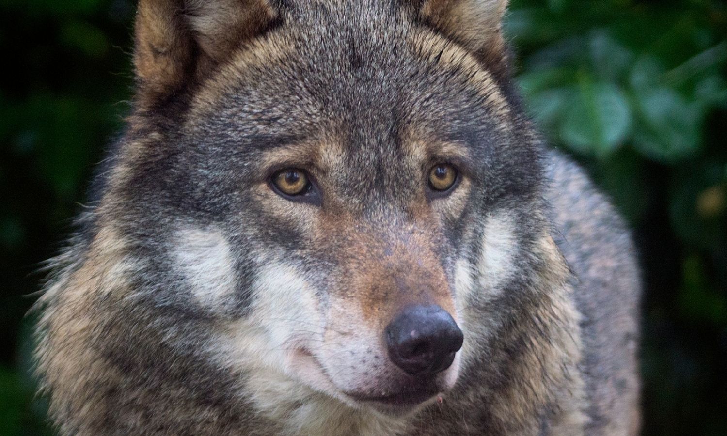 Another Win for Science: Gray Wolves Regain Endangered Species ...