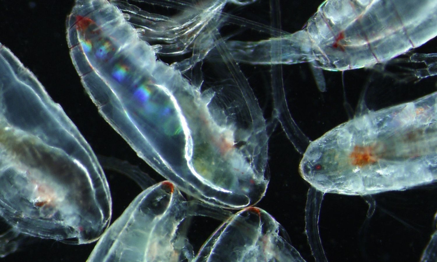 A Big Climate Warning from One of the Gulf of Maine’s Smallest Marine ...