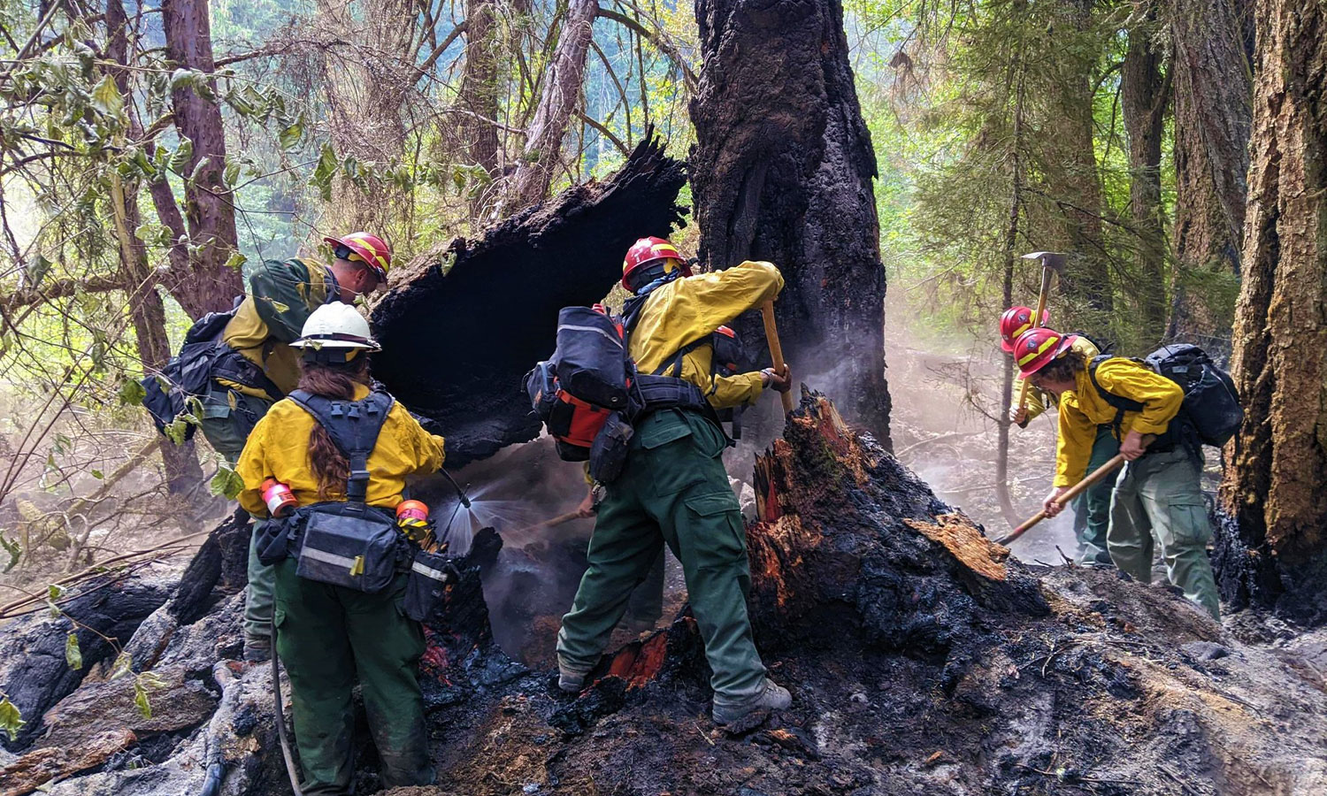Four Reasons We Investigated the Fossil Fuels Behind Forest Fires: an ...
