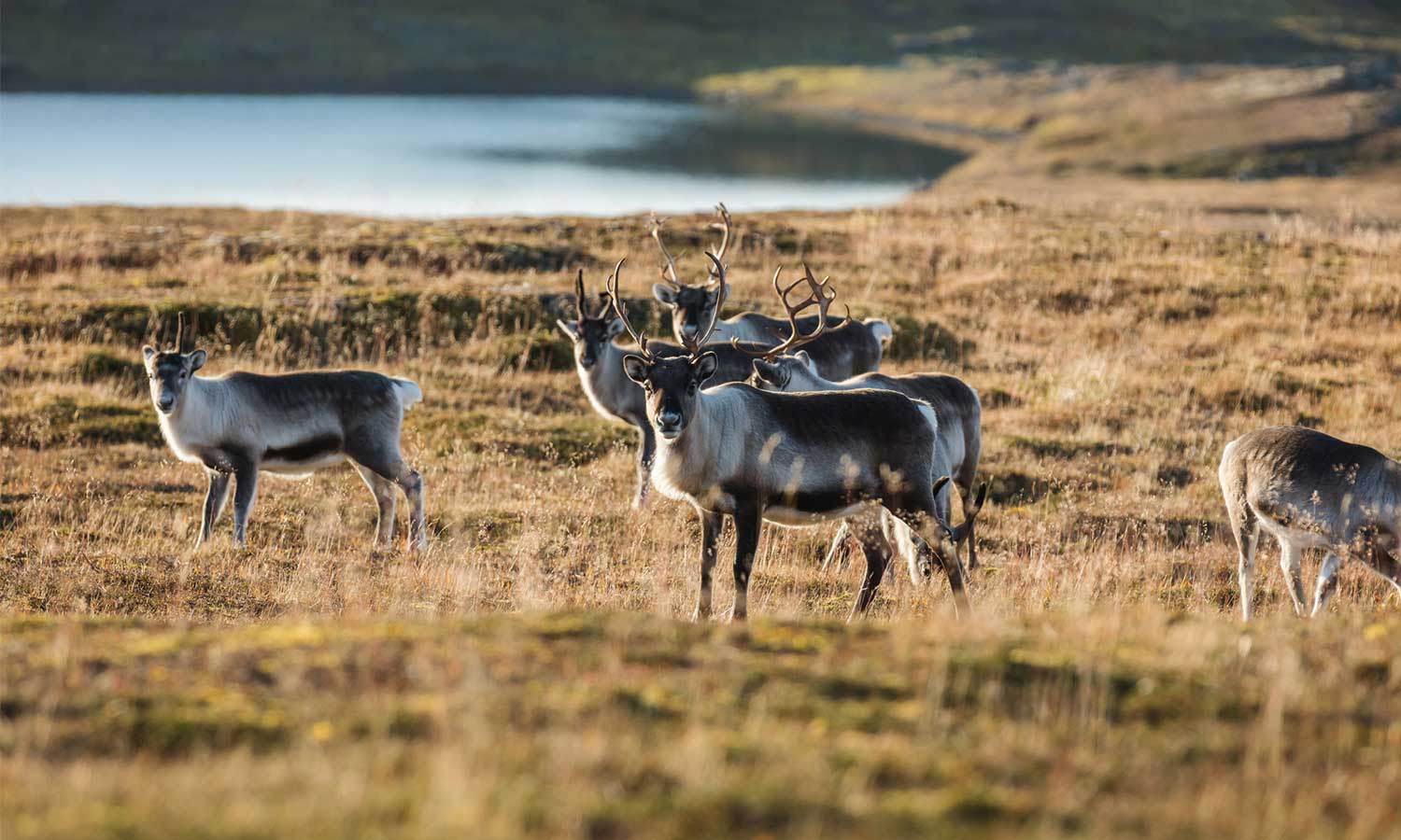 Arctic Report Card 2024: How Did the Region Fare? Ask the Caribou ...